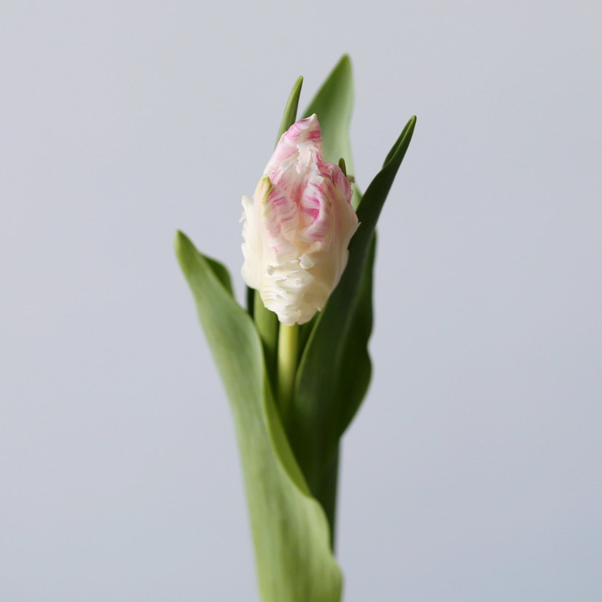 Assorted Parrot Tulips (Bulk DIY) – Bulk Flowers in Montreal | Le Bouquet