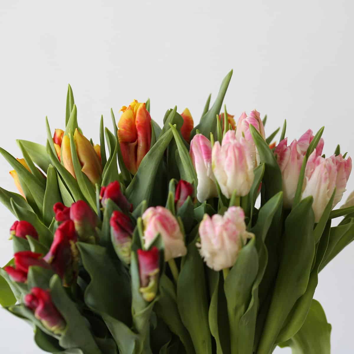 Assorted Parrot Tulips (Bulk DIY) – Bulk Flowers in Montreal | Le Bouquet