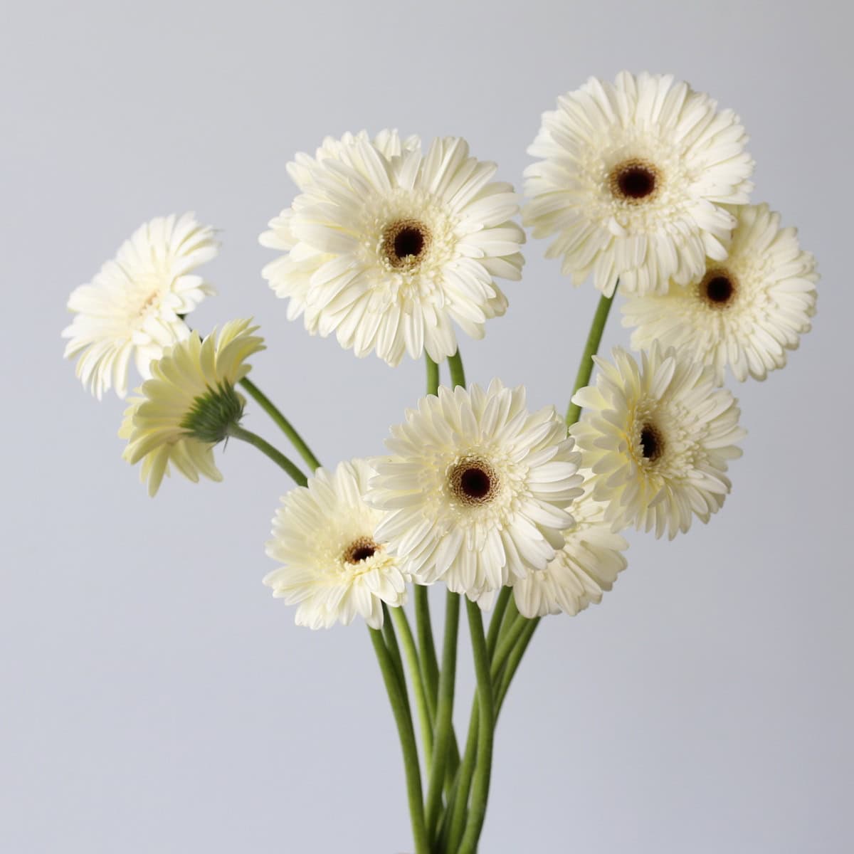 Gerbera Snow King White (Bulk DIY) – Bulk Flowers in Montreal | Le Bouquet