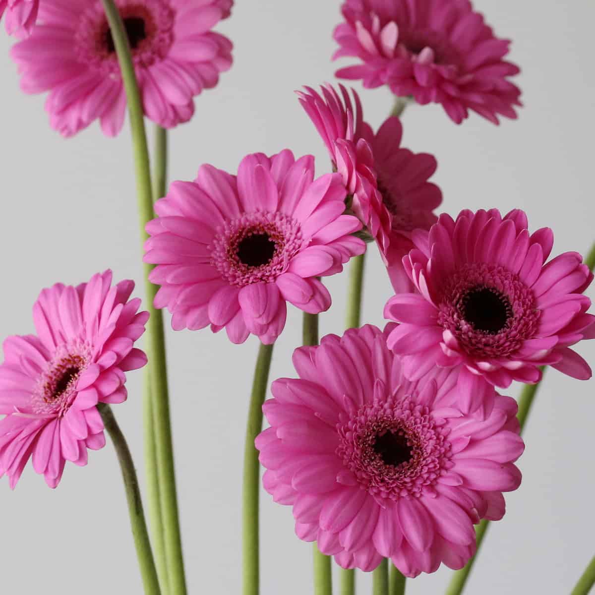 Mini Gerbera Dolcetto Rose en vrac – fleurs DIY | Le Bouquet