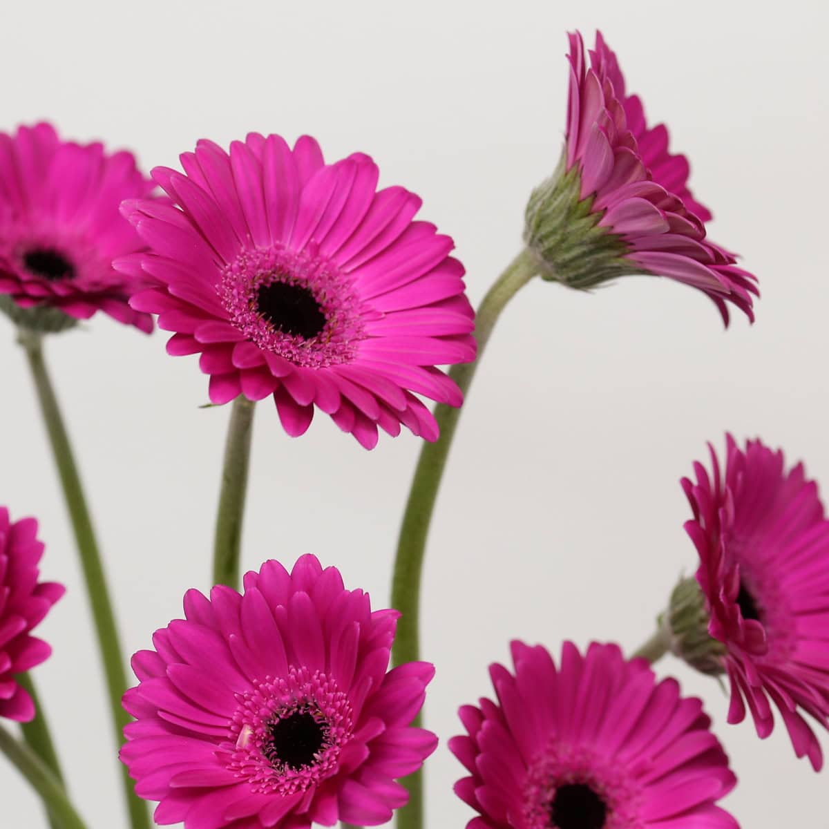 Mini Gerbera Anna (Bulk DIY) – Bulk Flowers in Montreal | Le Bouquet
