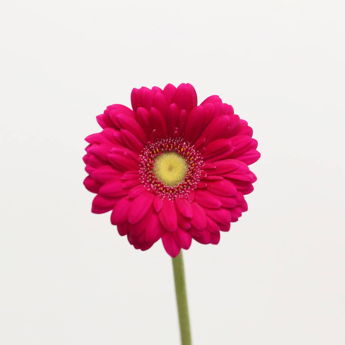 Mini Gerbera Vivian Bulk Flowers | Magenta DIY Gerberas