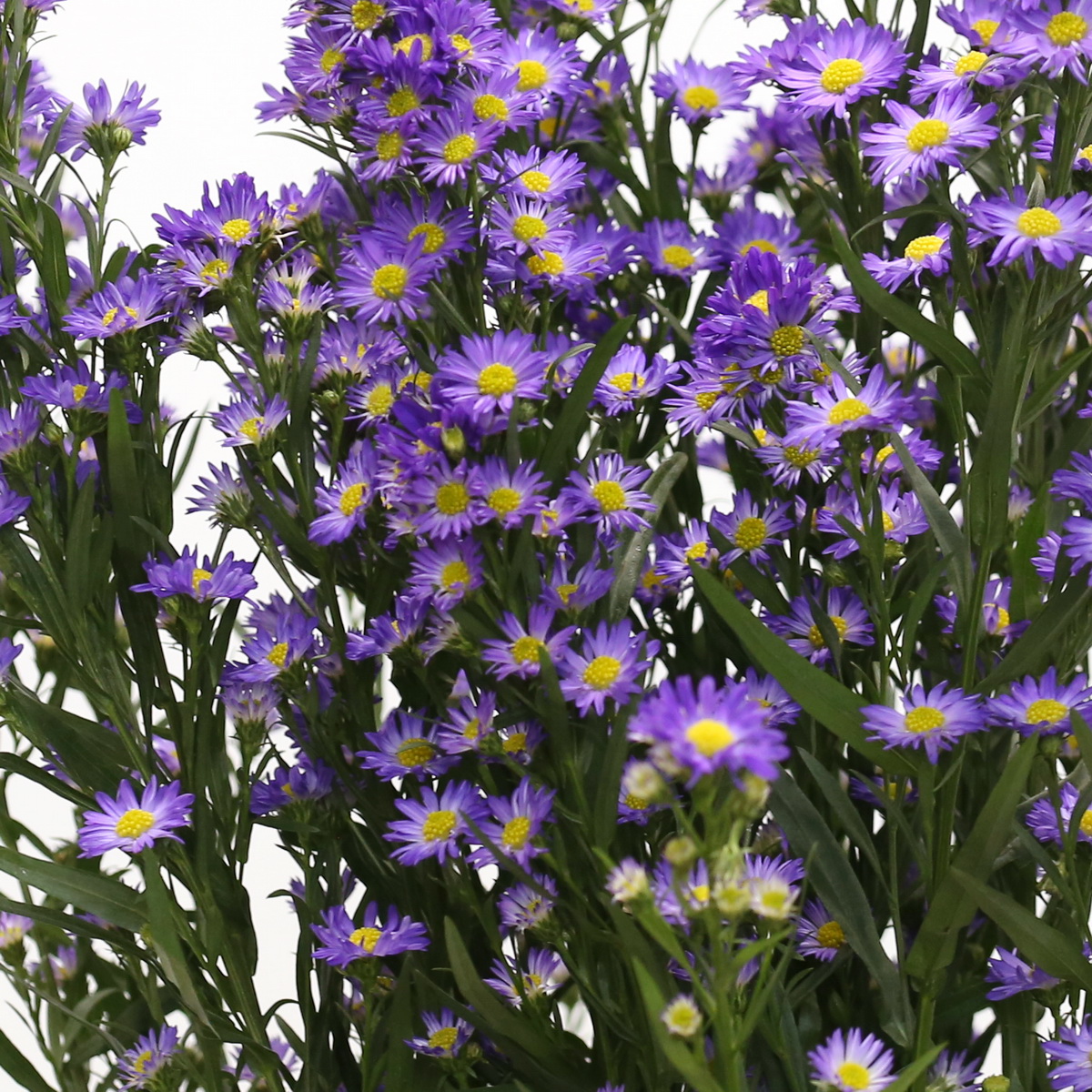 Purple Mini Asters (Bulk DIY) – Bulk Fillers for Bouquets | Le Bouquet