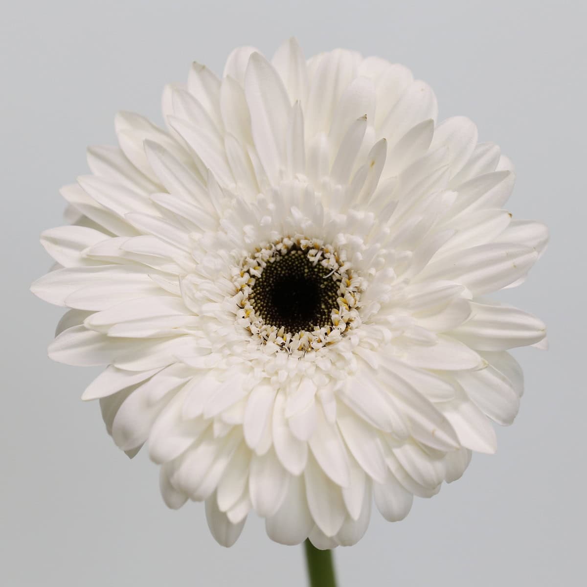 Gerbera Orca (Bulk DIY) – Bulk Flowers in Montreal | Le Bouquet