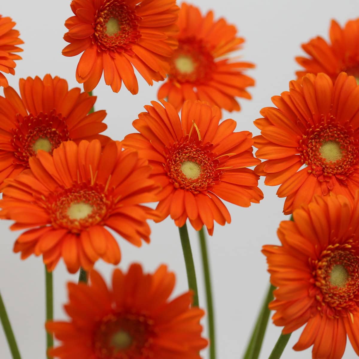 Mini Gerbera Olivia (Bulk DIY) – Bulk Flowers in Montreal | Le Bouquet