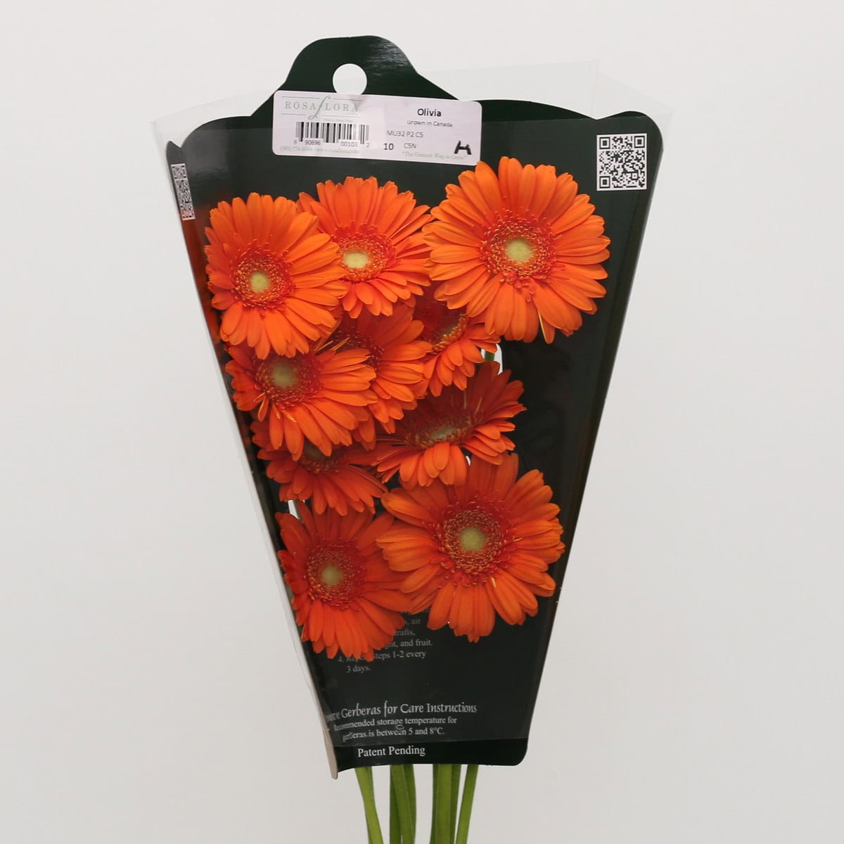 Mini Gerbera Olivia (Bulk DIY) – Bulk Flowers in Montreal | Le Bouquet