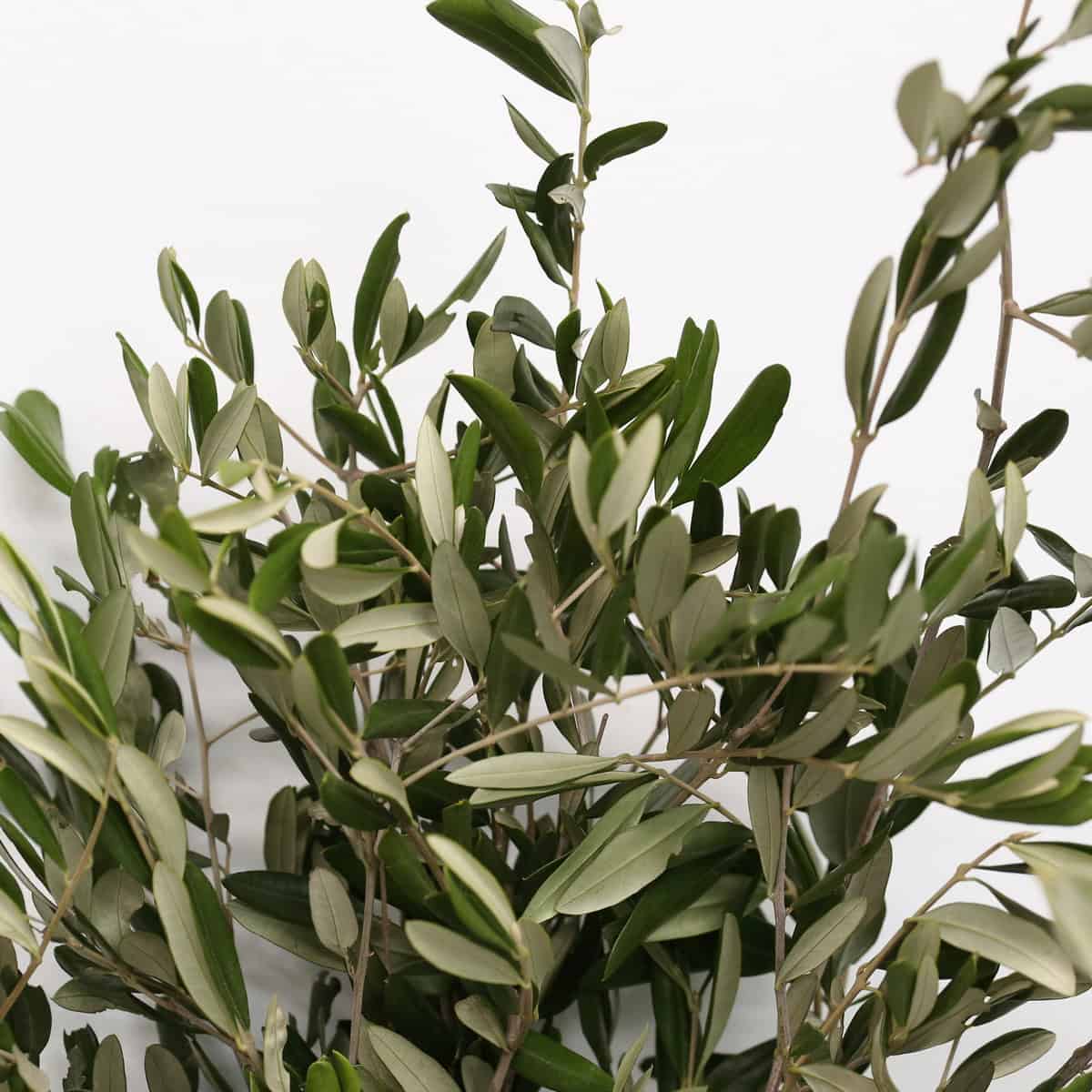 Bulk Olive Branches – Fresh Mediterranean Greenery for Floral Designs
